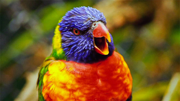 Video of the Day: A Celebration of Color in our Everyday Lives ...