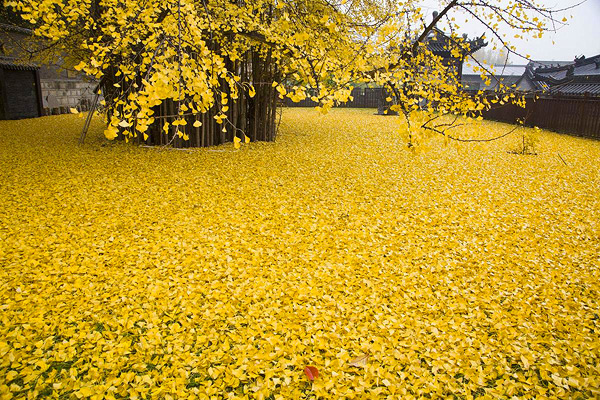 Beautiful 1,400 Year-Old Gingko Tree – BOOOOOOOM! – CREATE * INSPIRE ...