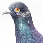 Giant Oil Paintings of Instagram-Famous Pigeon by Belgian Artist Adele ...