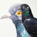 Giant Oil Paintings of Instagram-Famous Pigeon by Belgian Artist Adele ...