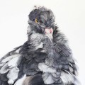Giant Oil Paintings of Instagram-Famous Pigeon by Belgian Artist Adele ...