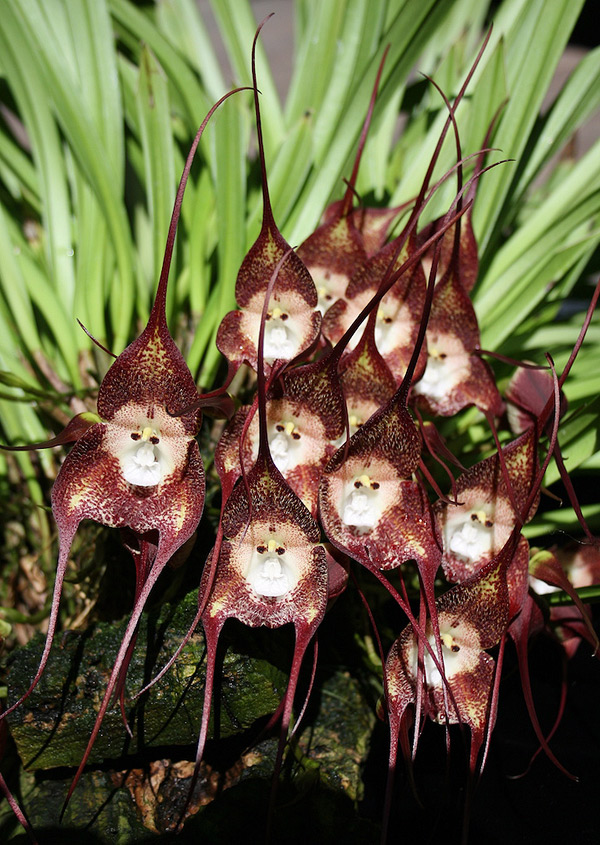 Beautiful Photos of Rare Monkey Orchids Celebrate Year of the Monkey ...