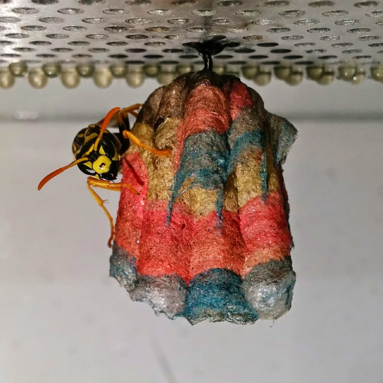 Mattia Menchetti Gives Wasps Coloured Paper to Create Rainbow Nests ...