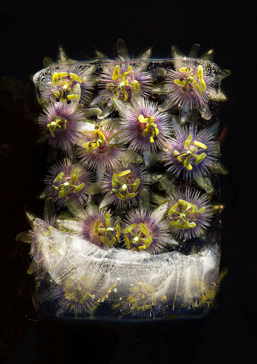 Gorgeous Series of Flowers Encased in Ice – BOOOOOOOM! – CREATE ...