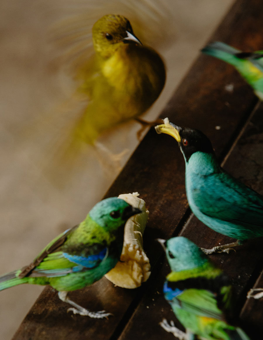 Photographer Spotlight: Daniel Shea – BOOOOOOOM! – CREATE * INSPIRE ...