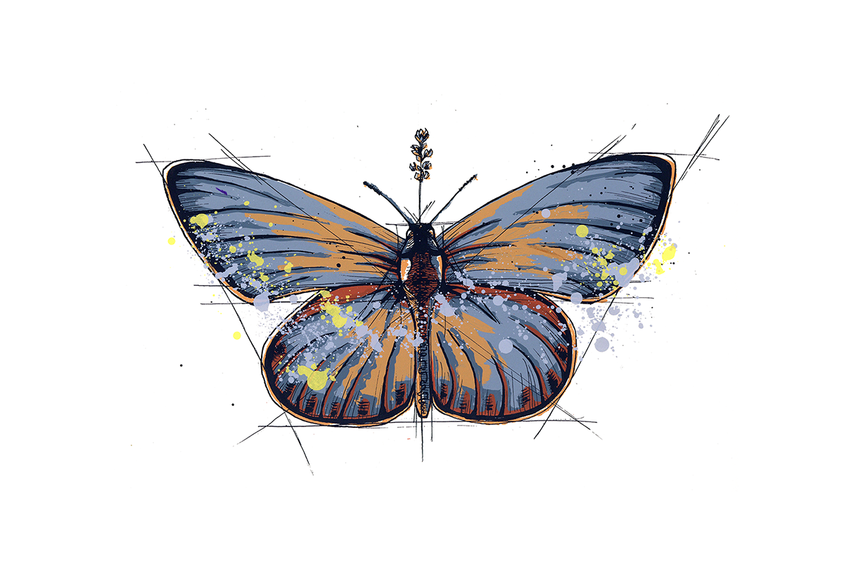 Endangered Insects Series – BOOOOOOOM! – CREATE * INSPIRE * COMMUNITY ...