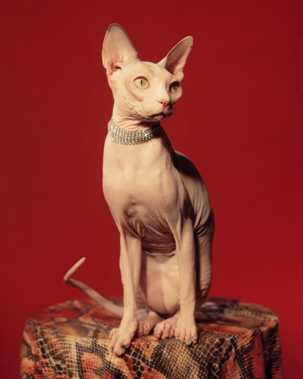 Photographer Spotlight: Kelia Anne MacCluskey – BOOOOOOOM! – CREATE ...