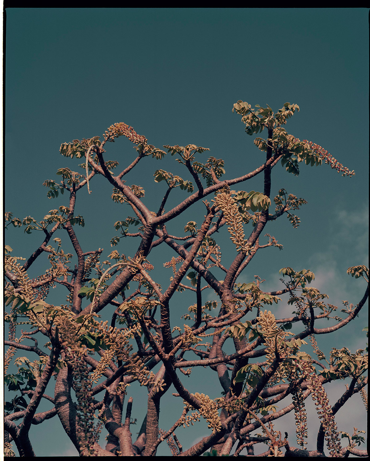 "strangerintwoworlds" by Photographer Brendan George Ko