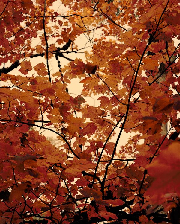 "strangerintwoworlds" by Photographer Brendan George Ko