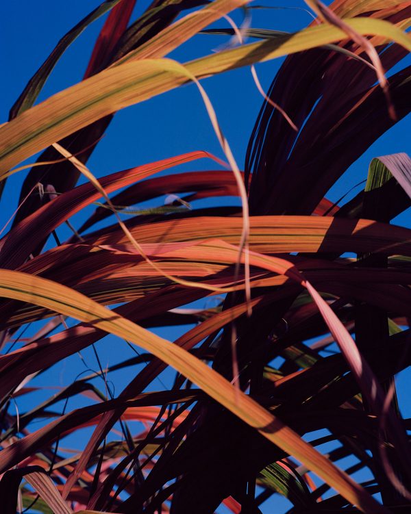 "strangerintwoworlds" by Photographer Brendan George Ko