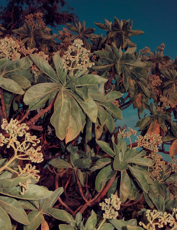 "strangerintwoworlds" by Photographer Brendan George Ko