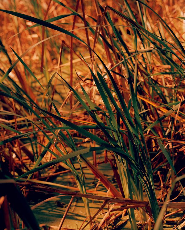 "strangerintwoworlds" by Photographer Brendan George Ko