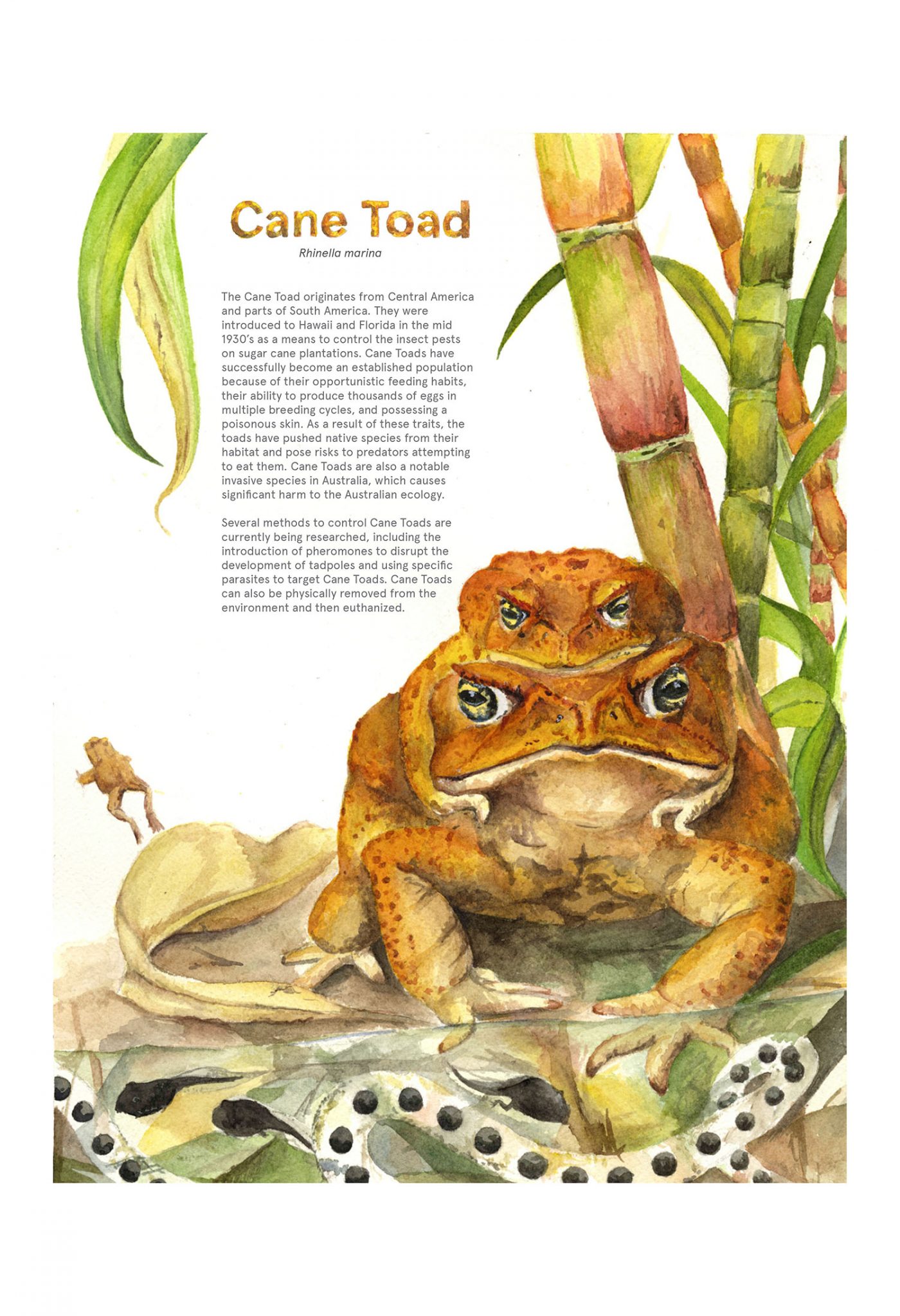 The Illustrated Invasives – BOOOOOOOM! – CREATE * INSPIRE * COMMUNITY ...