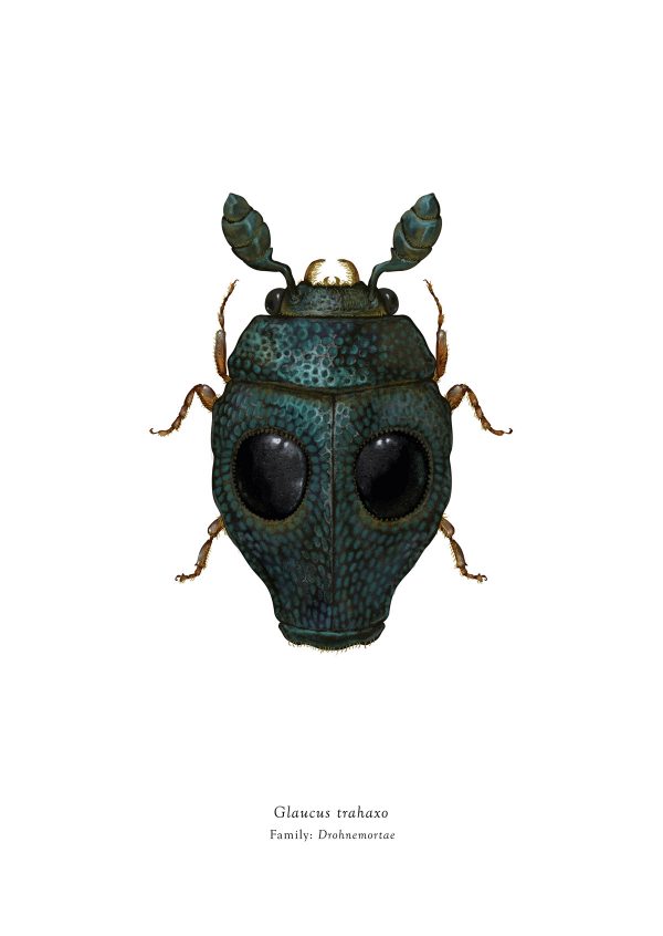 Star Wars-Inspired Insects by Illustrator Richard Wilkinson – BOOOOOOOM ...