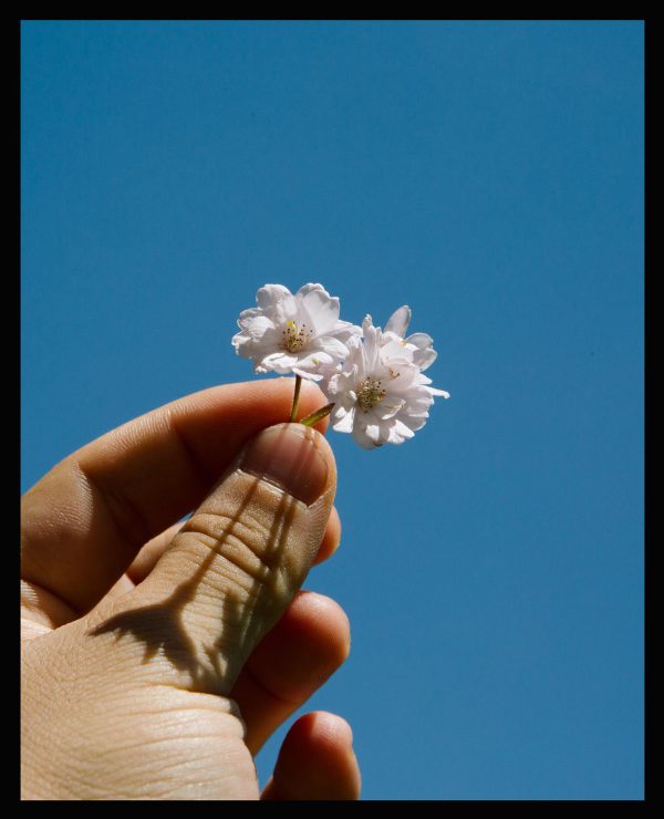 "Hanafuda" by Photographer Will Matsuda