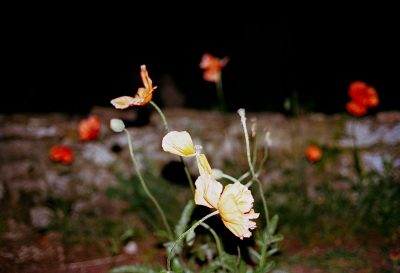 Photographer Spotlight: Tatum Shaw