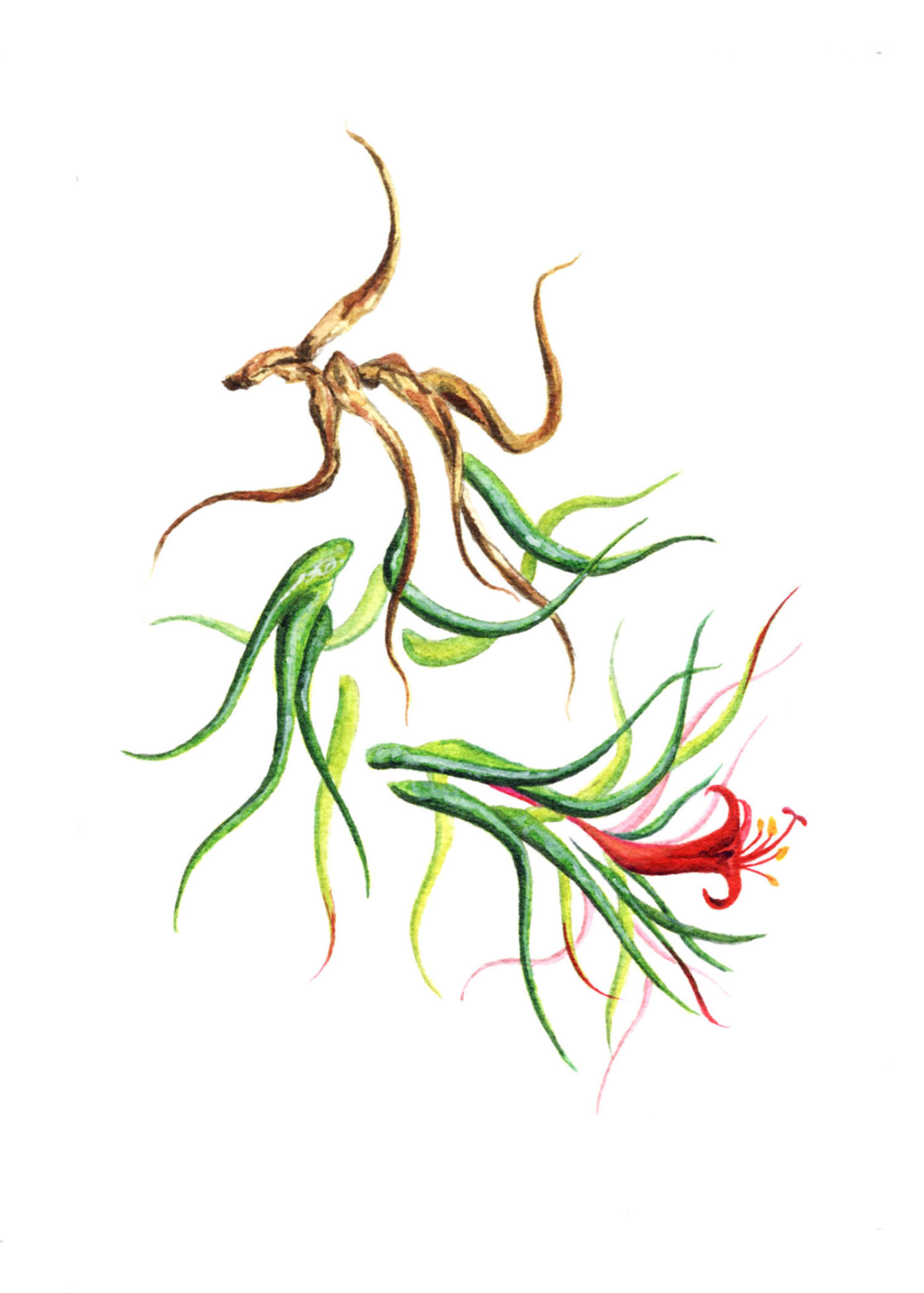 Air Plant Abstracts – BOOOOOOOM! – CREATE * INSPIRE * COMMUNITY * ART ...