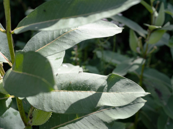 Photographer Spotlight: Sarah Pfohl – BOOOOOOOM! – CREATE * INSPIRE ...