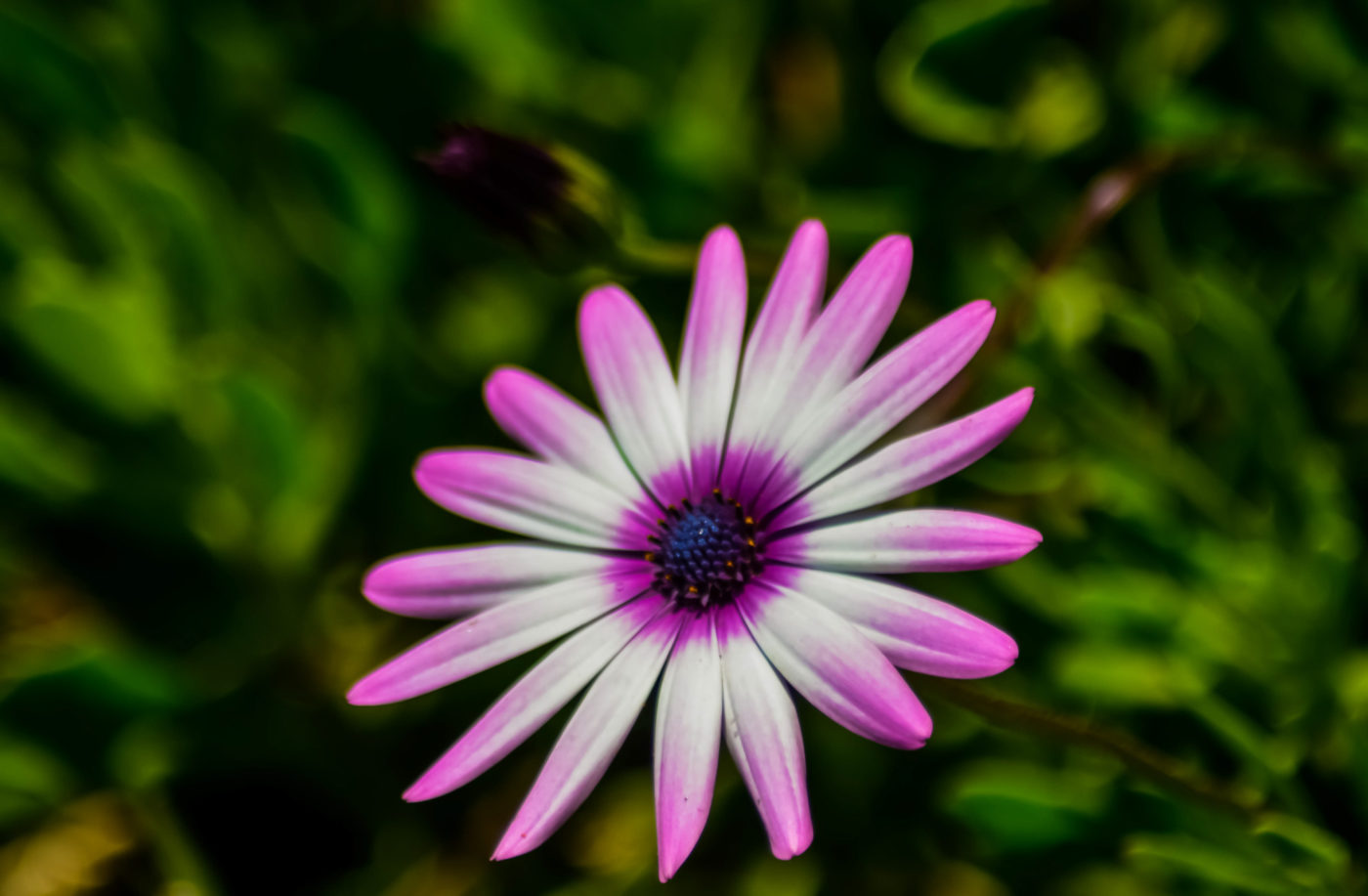 The Spring Flowers of Chile – BOOOOOOOM! – CREATE * INSPIRE * COMMUNITY ...