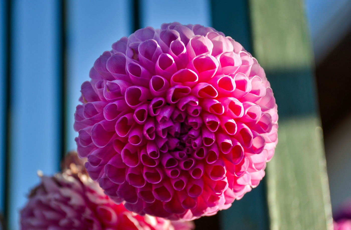 The Spring Flowers of Chile – BOOOOOOOM! – CREATE * INSPIRE * COMMUNITY ...