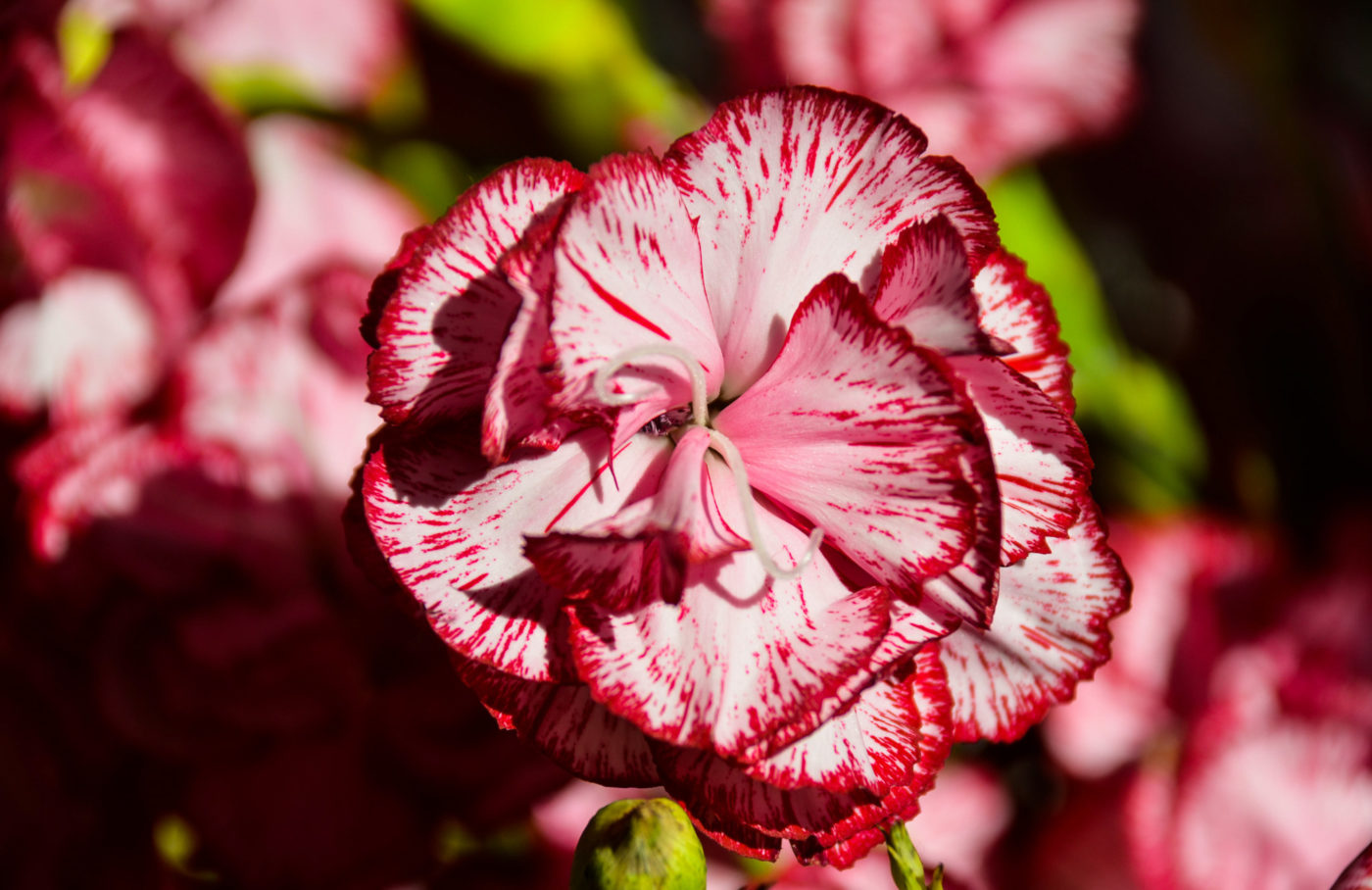 The Spring Flowers of Chile – BOOOOOOOM! – CREATE * INSPIRE * COMMUNITY ...
