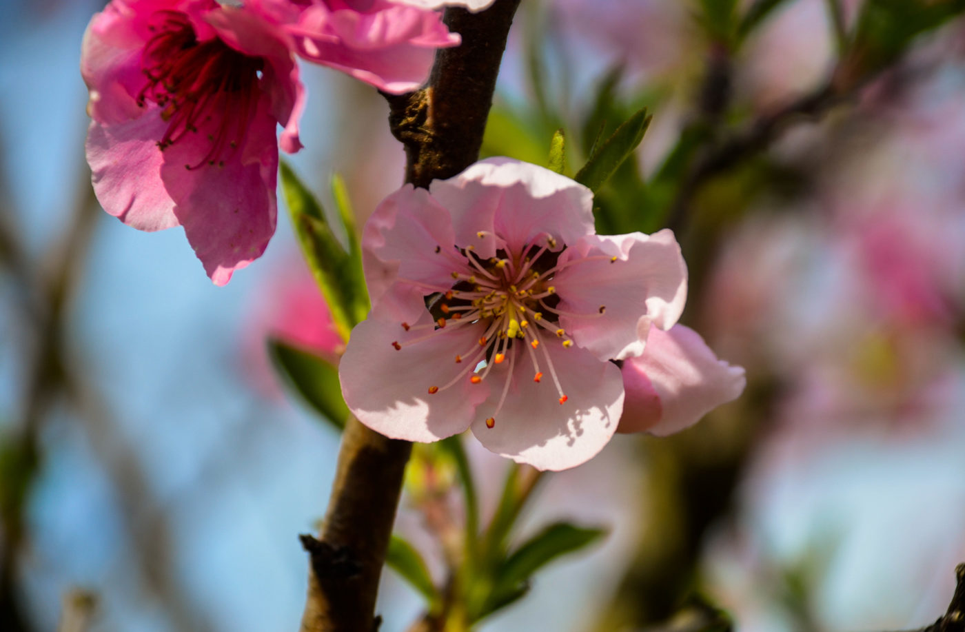The Spring Flowers of Chile – BOOOOOOOM! – CREATE * INSPIRE * COMMUNITY ...