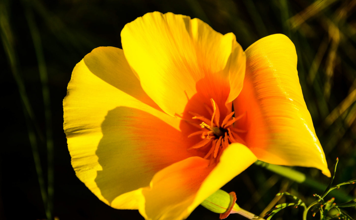 The Spring Flowers of Chile – BOOOOOOOM! – CREATE * INSPIRE * COMMUNITY ...
