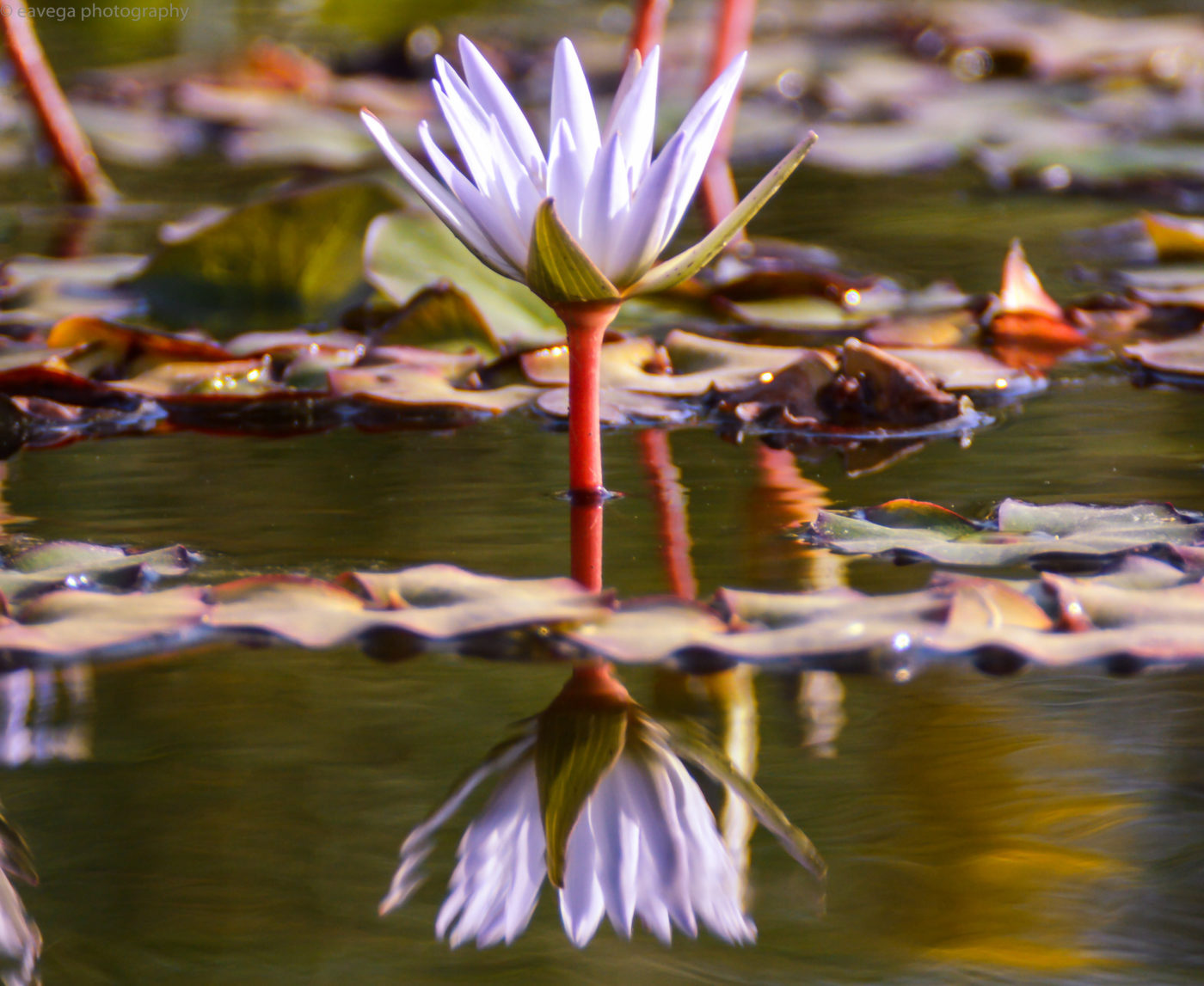 The Spring Flowers of Chile – BOOOOOOOM! – CREATE * INSPIRE * COMMUNITY ...