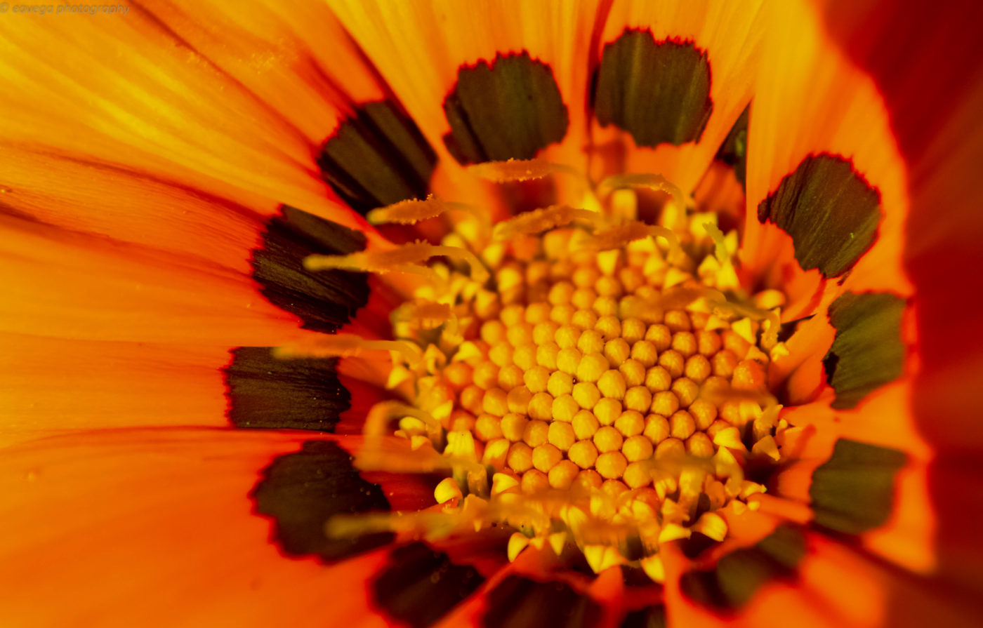 The Spring Flowers of Chile – BOOOOOOOM! – CREATE * INSPIRE * COMMUNITY ...