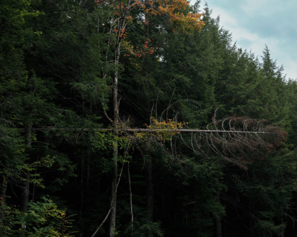 "Good Bones" by Photographer Nick Meyer