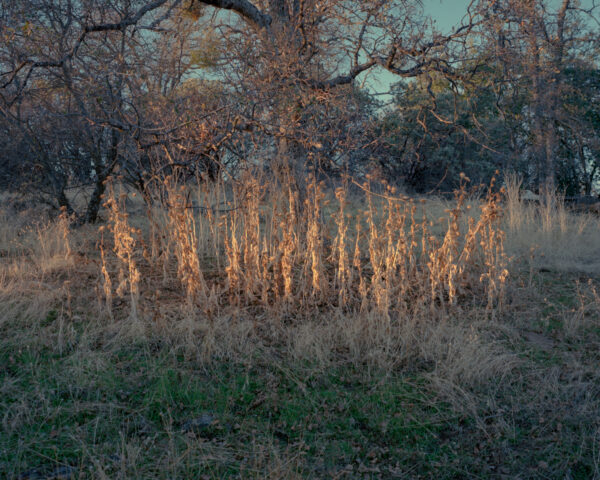 MAGIC HOUR "Ira" by Photographer Rory Fuller