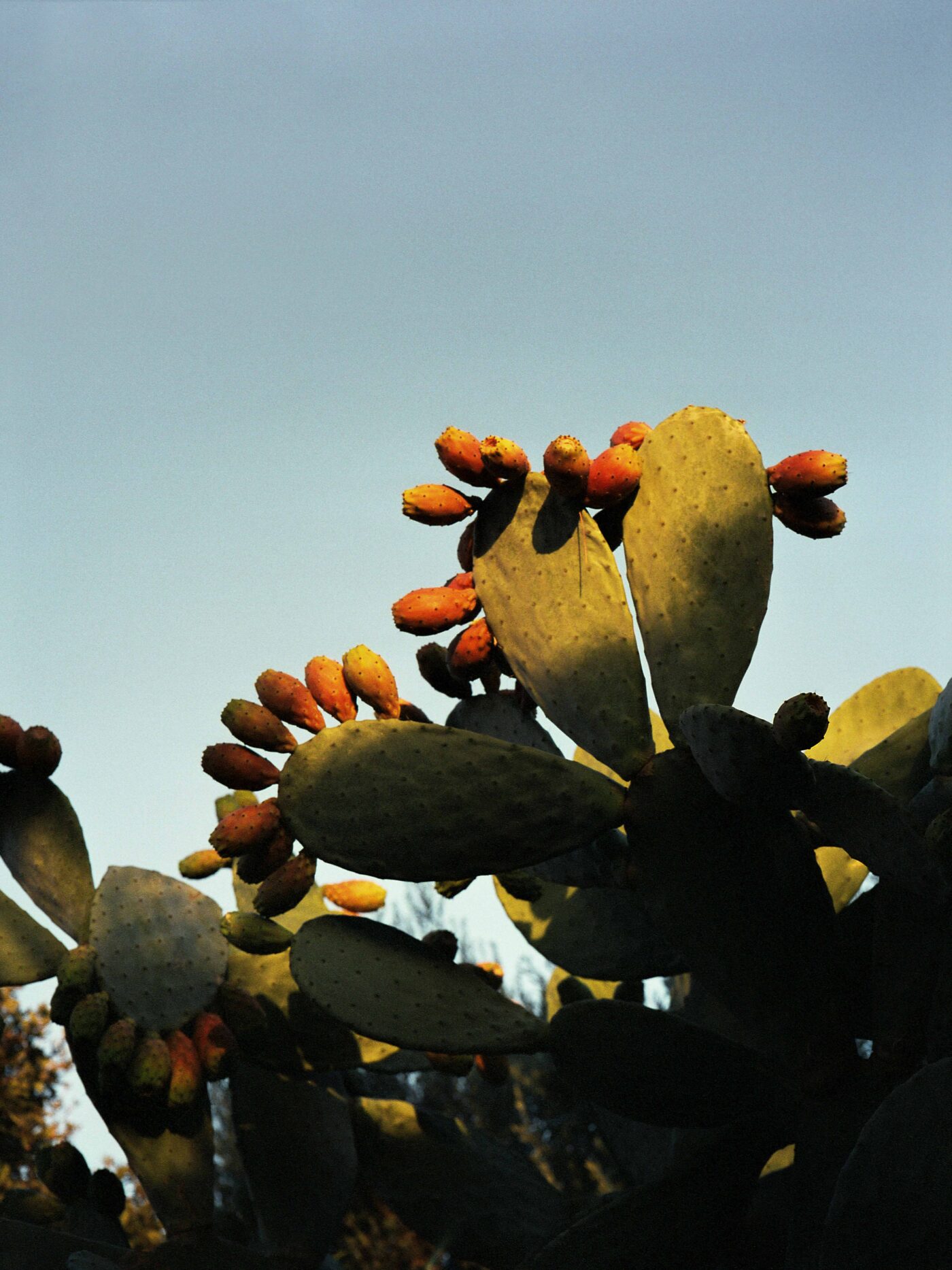 Come un fiore senza terra – BOOOOOOOM! – CREATE * INSPIRE * COMMUNITY ...