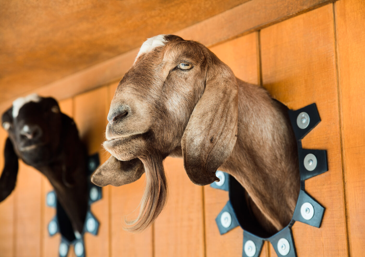 A Vanishing Folklore – BOOOOOOOM! – CREATE * INSPIRE * COMMUNITY * ART ...