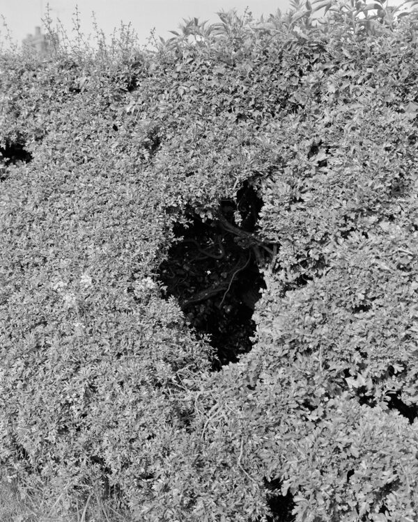 "In Order To Bloom" by Photographer Laura Foster