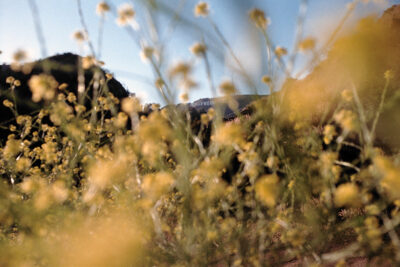 "Angst and Ill" by Photographer Adali Schell