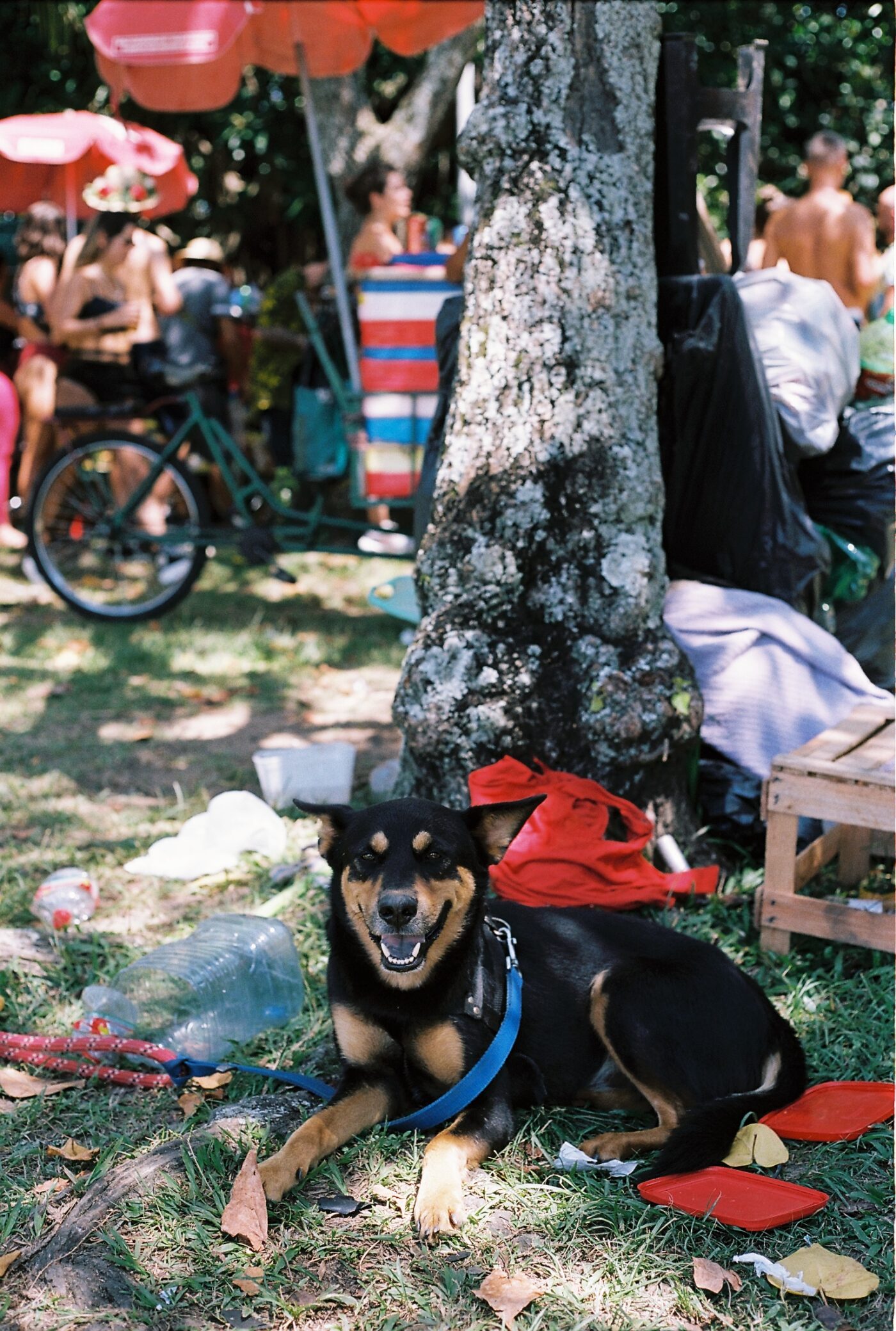 ”Tropicália” by Edison Alcaide – BOOOOOOOM! – CREATE * INSPIRE ...