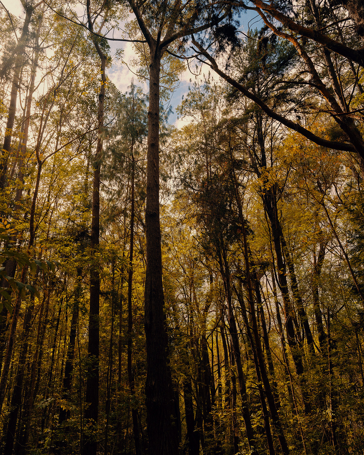 "Moonless Night" by Photographer Brendan George Ko