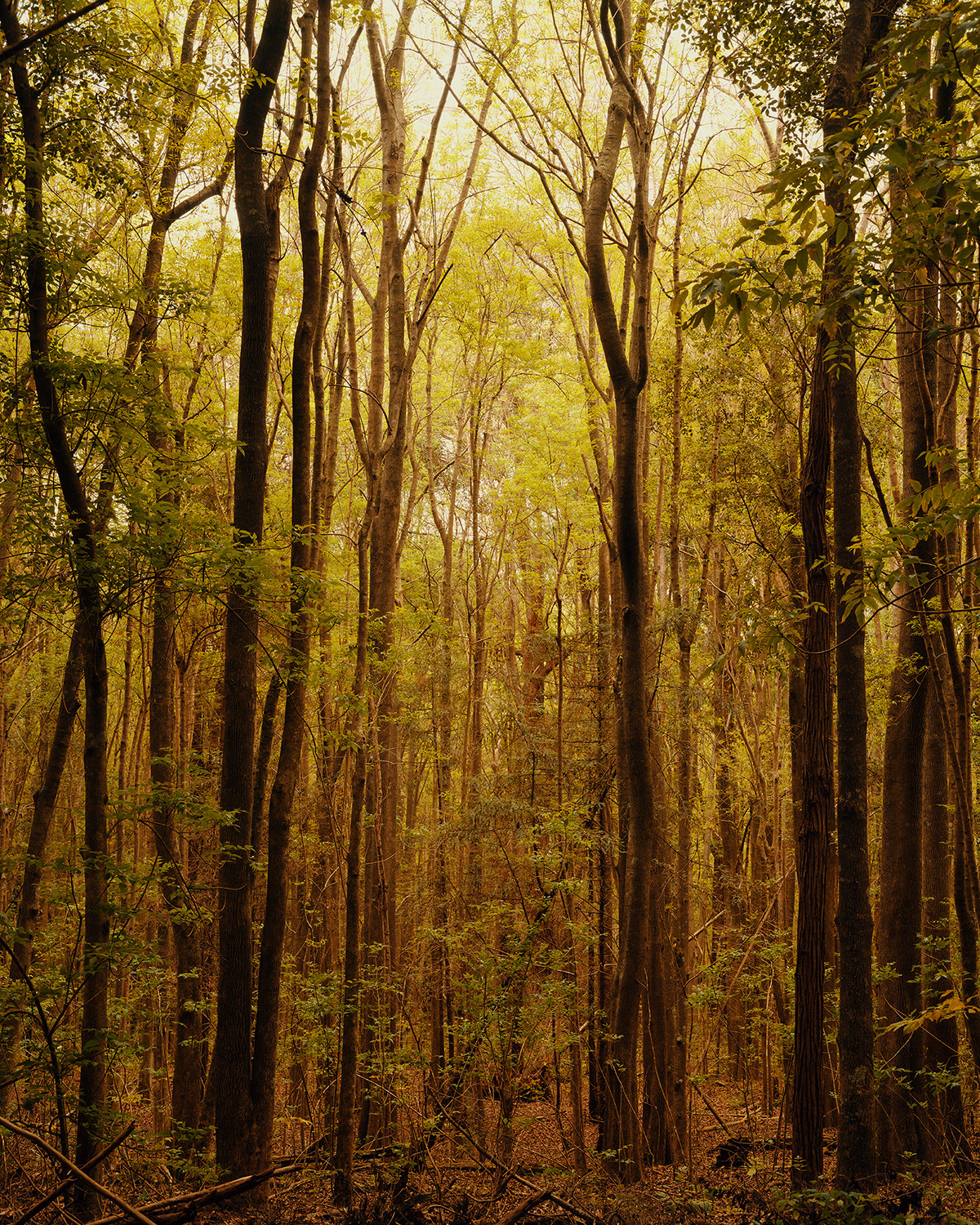 "Moonless Night" by Photographer Brendan George Ko