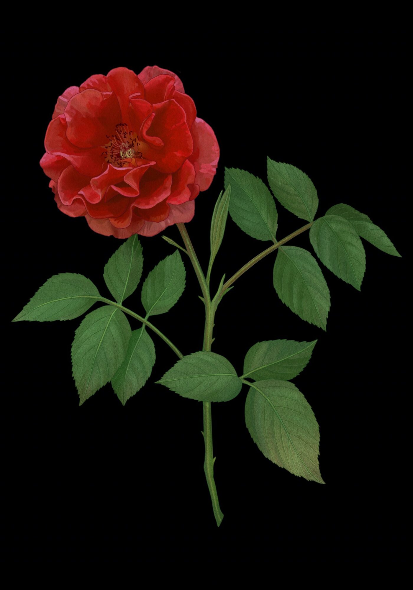 Flora – BOOOOOOOM! – CREATE * INSPIRE * COMMUNITY * ART * DESIGN ...