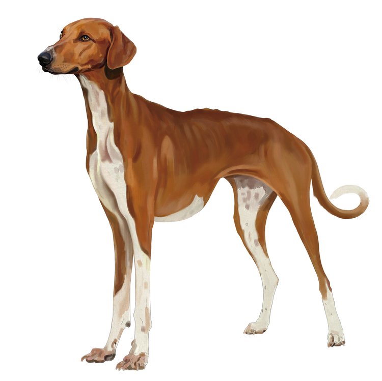 ICONIC DOGS – BOOOOOOOM! – CREATE * INSPIRE * COMMUNITY * ART * DESIGN ...