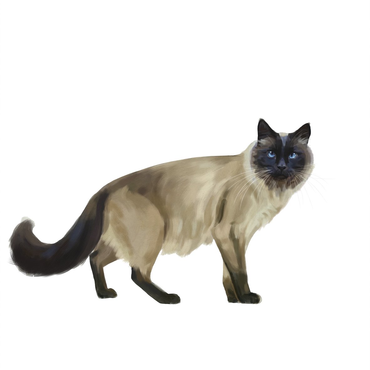ICONIC CATS – BOOOOOOOM! – CREATE * INSPIRE * COMMUNITY * ART * DESIGN ...