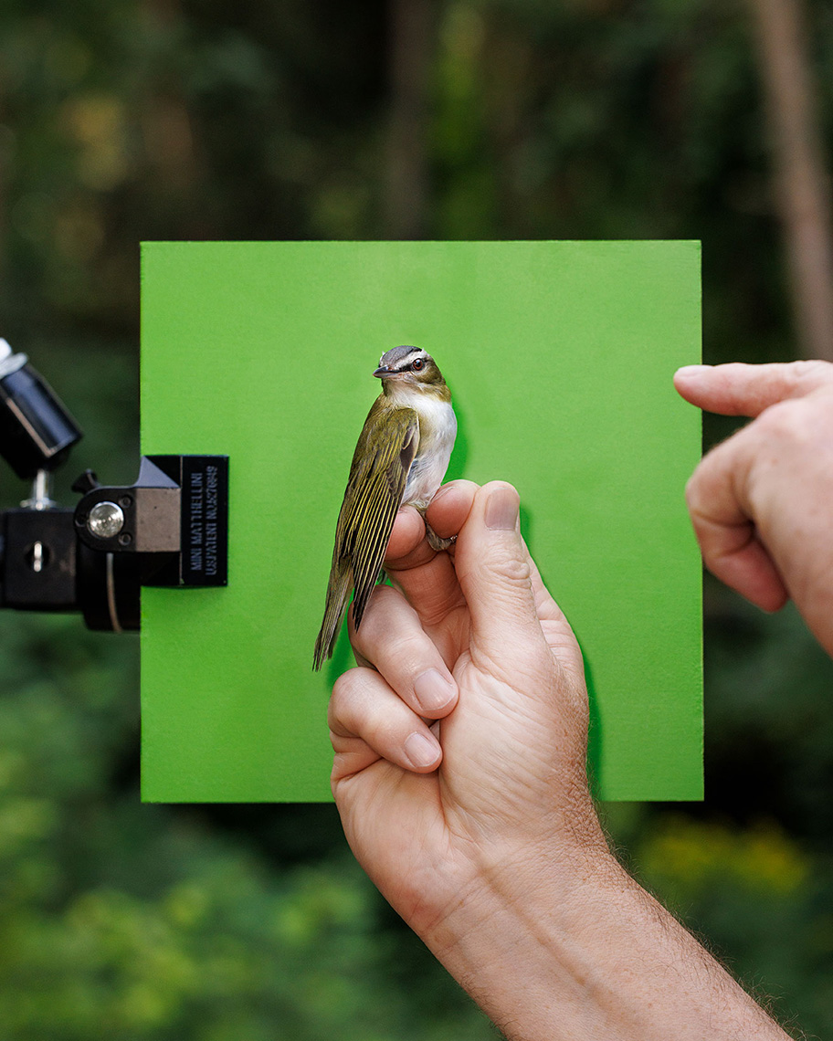 Bird in Hand – BOOOOOOOM! – CREATE * INSPIRE * COMMUNITY * ART * DESIGN ...
