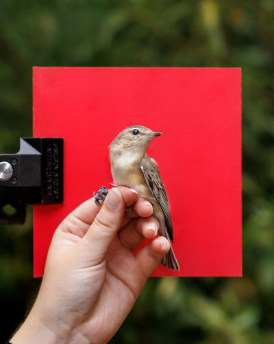 "Bird in Hand" by Photographer Finn O'Hara