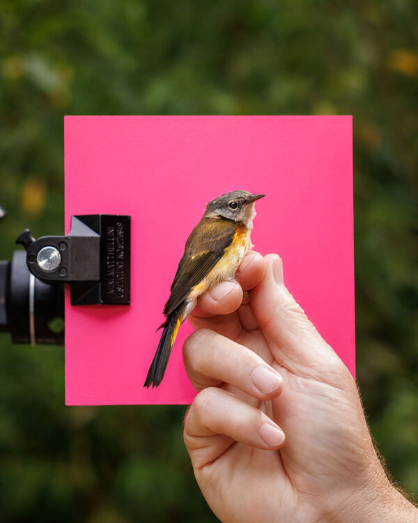 "Bird in Hand" by Photographer Finn O'Hara