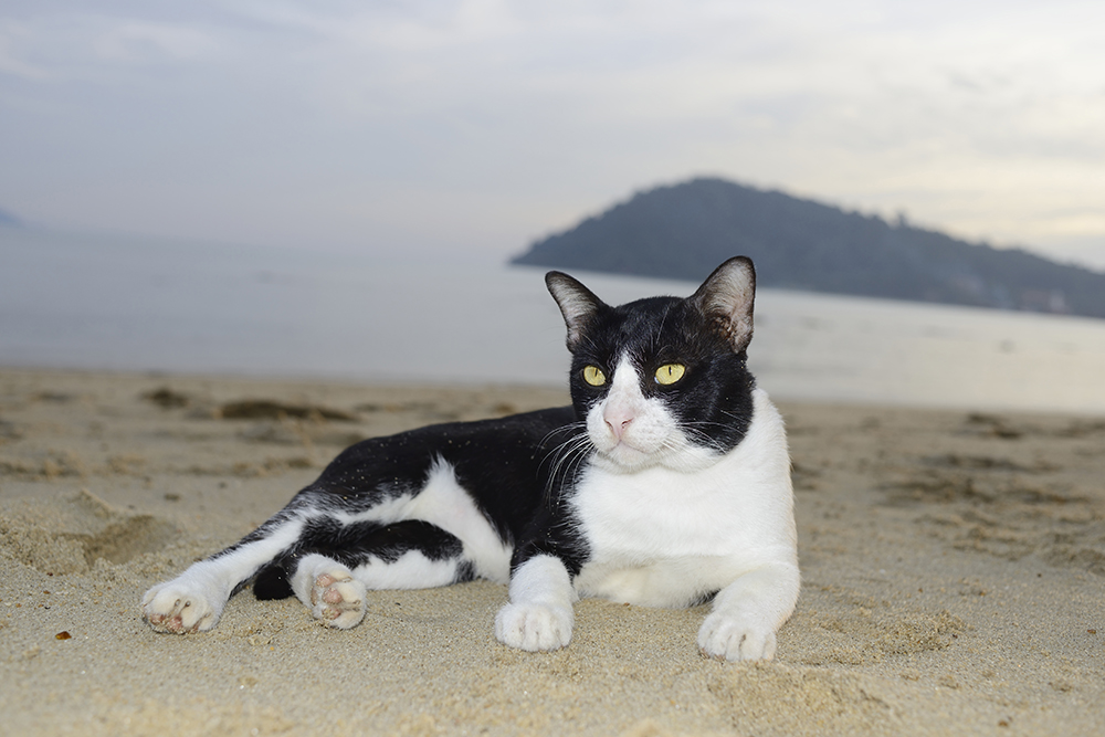 Human Trip – BOOOOOOOM! – CREATE * INSPIRE * COMMUNITY * ART * DESIGN * MUSIC * FILM * PHOTO ...