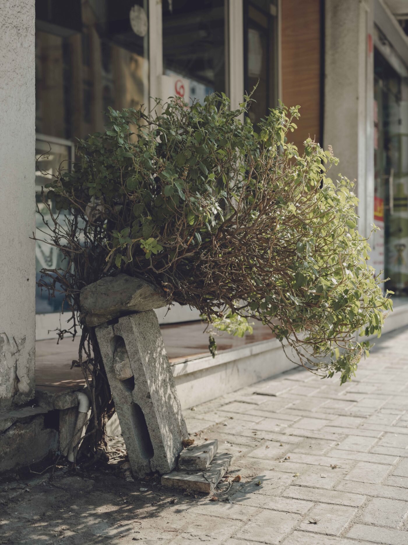 Plant blindness [working title] – BOOOOOOOM! – CREATE * INSPIRE ...