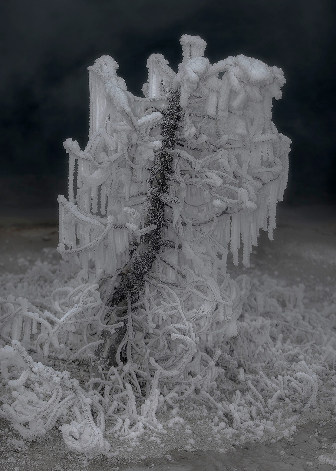 "Strange Nature" by Photographer Delaney Allen