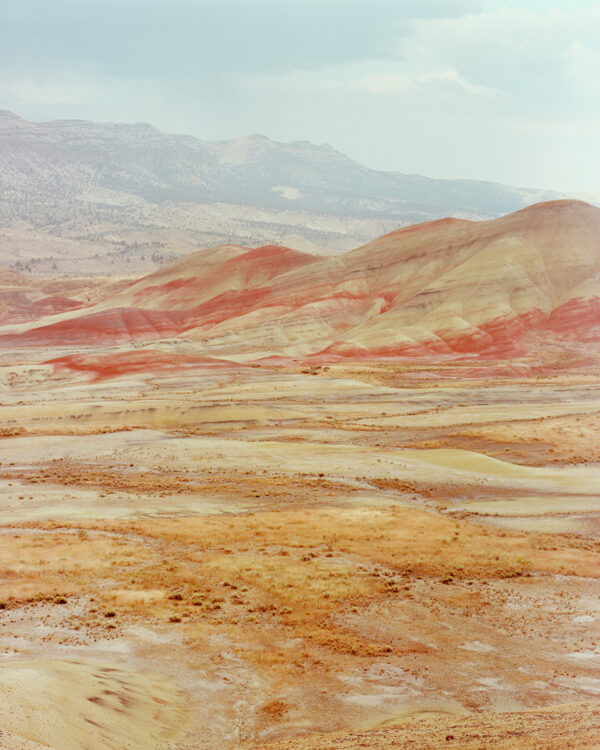 "Armillaria" by Photographer Jonah Reenders